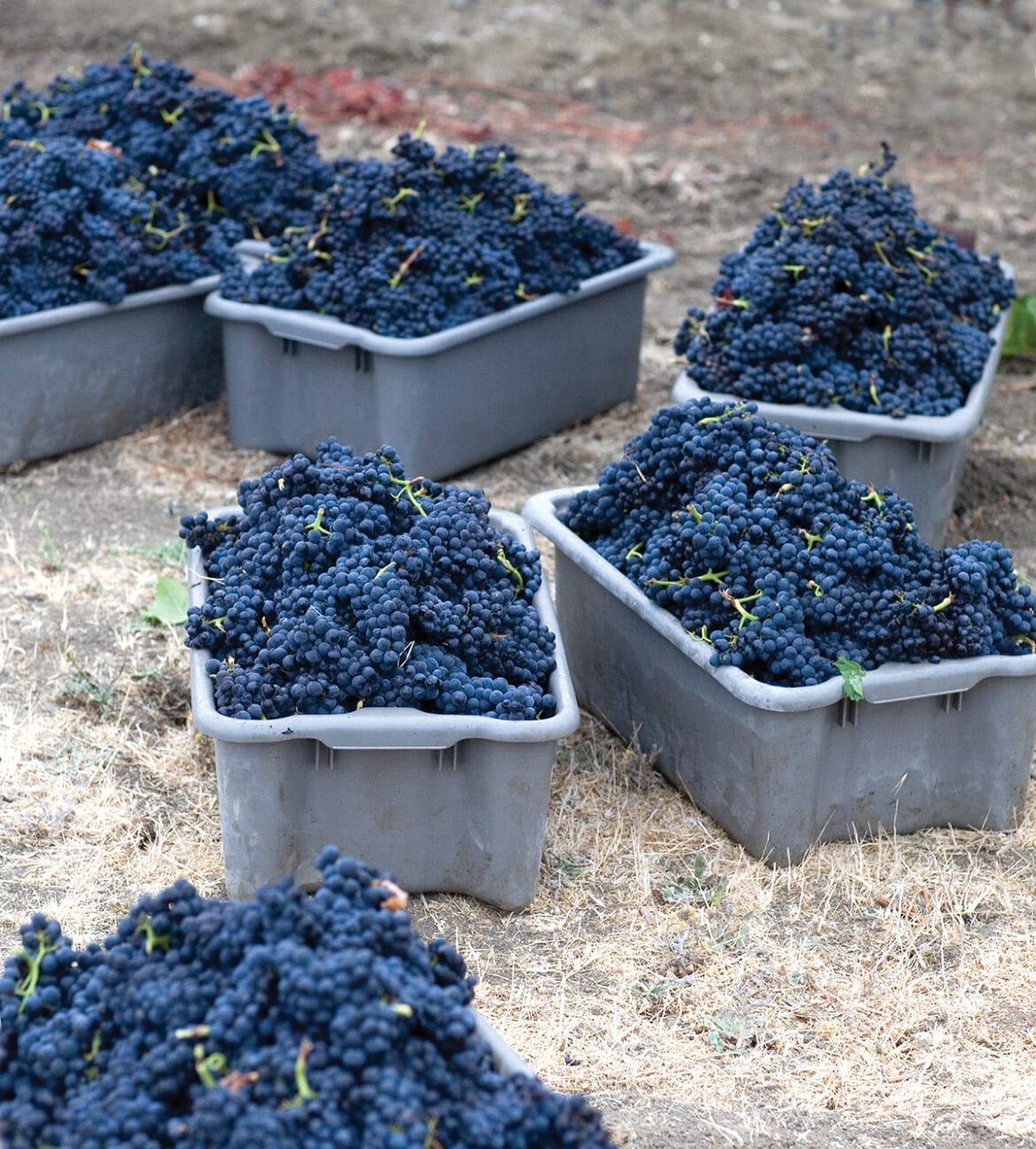 Custom-Fit Cabernet Clones at Sequoia Grove - Wine 365